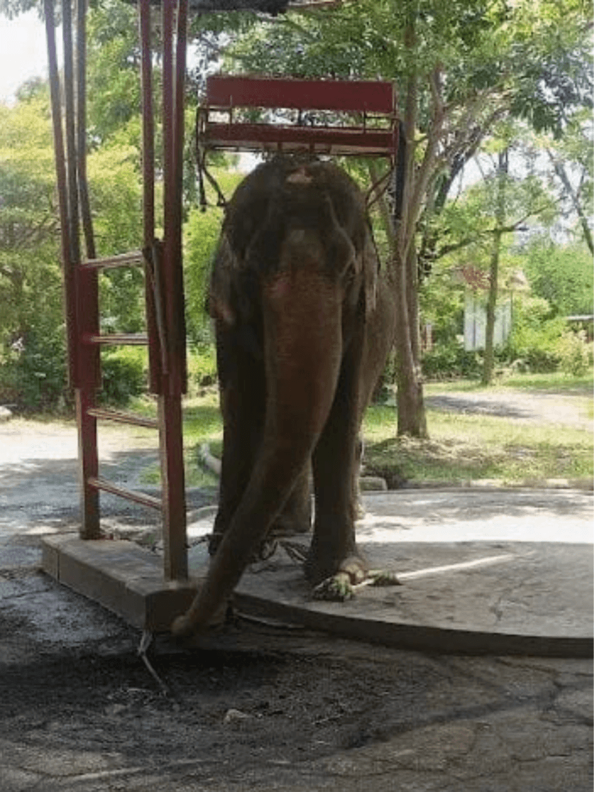 World Animal Protection Study: Captive Elephants In Thailand